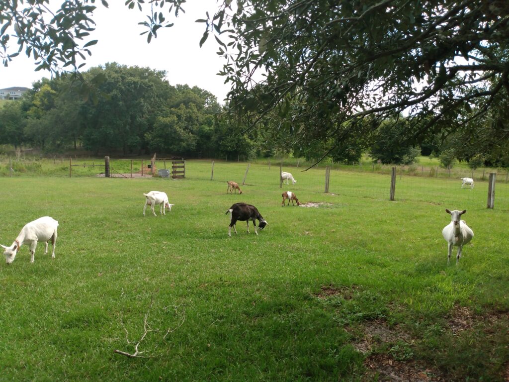 Kandi Kane’s Dairy Goats – Clermont Florida